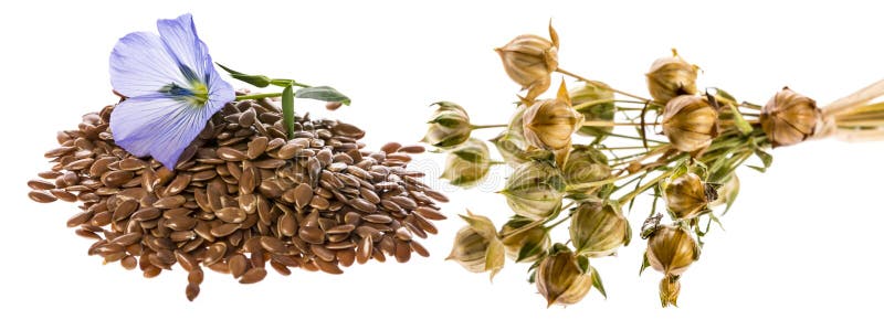 Flachspflanze Linum-usitatissimum Stockbild - Bild von frech, farbe ...