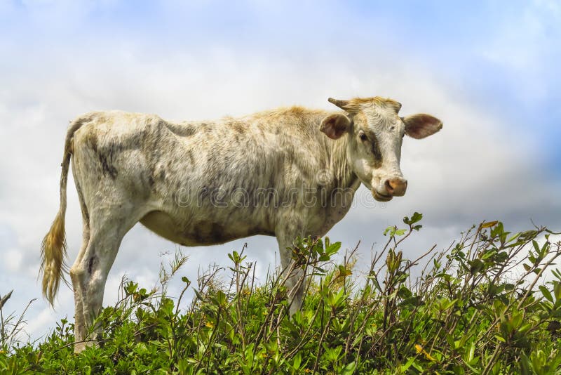 Vaca Flaca Fotos de stock - Fotos libres de regalías de Dreamstime