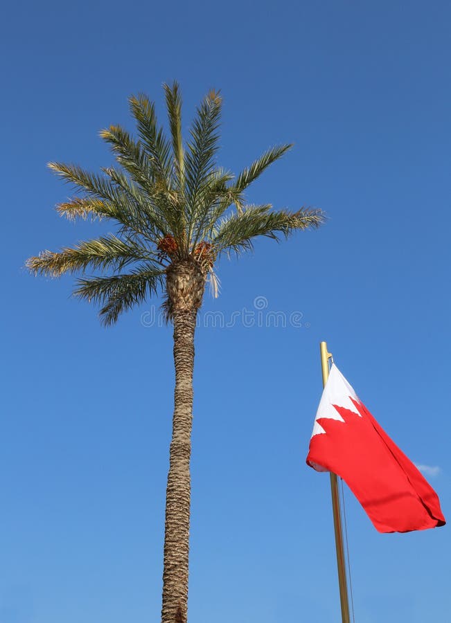 Flag of bahrain with palm stock image. Image of waving - 185382715