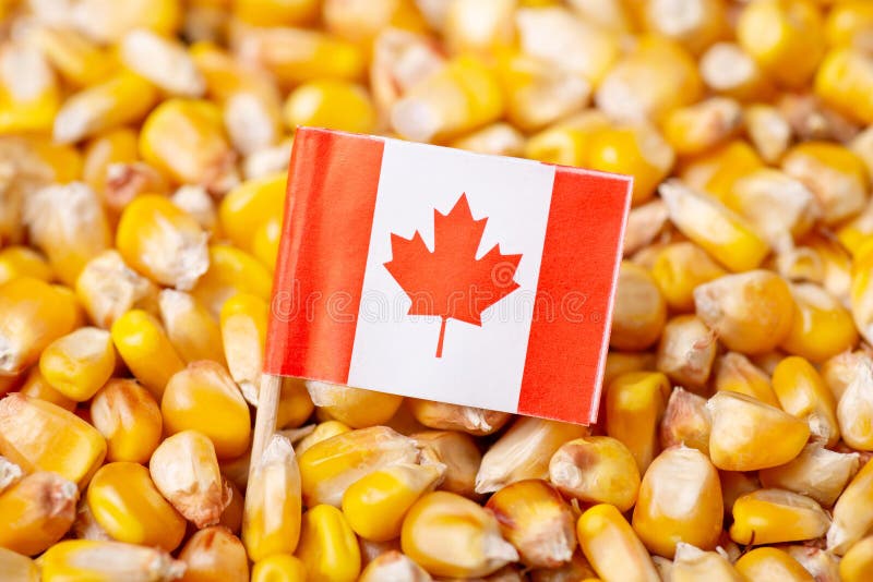 Flag of Canada on Corn Grain Stock Image - Image of agriculture, trade ...