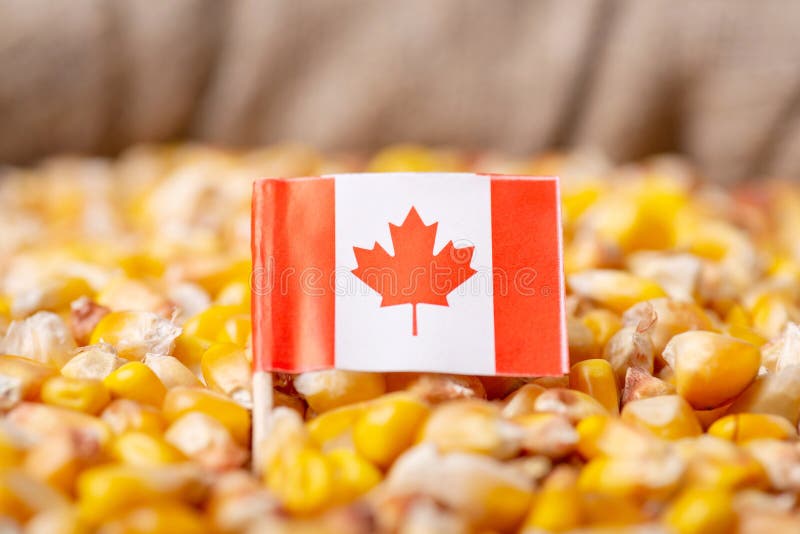 Flag of Canada on corn stock image. Image of harvest - 265317969
