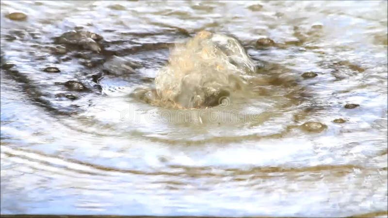 Flag of Germany stock footage. Video of symbol, banner - 70901216