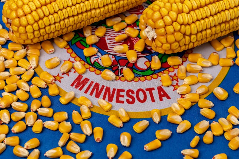 Flag of Minnesota Covered in Corn Kernels. Stock Image - Image of ...