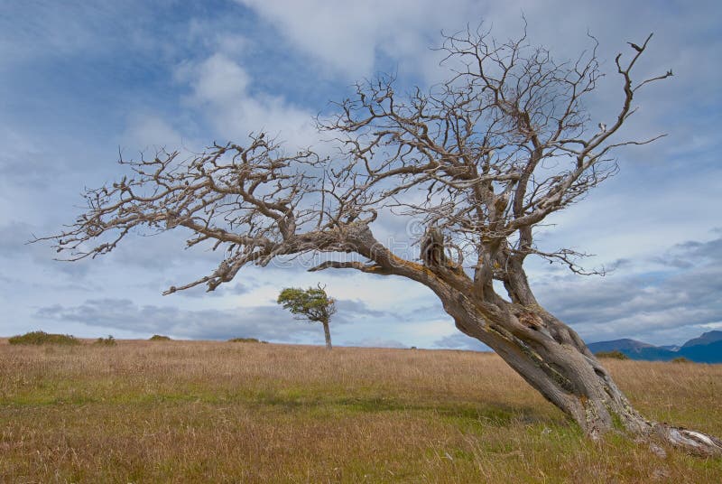 Flag Tree Shaped by the Wind in Patagonia Stock Photo - Image of tierra ...
