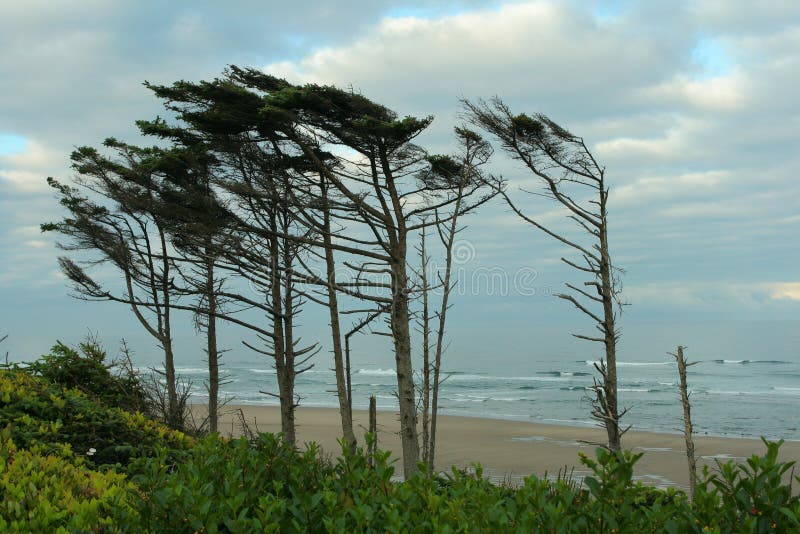 Flag trees, Oregon coast stock photo. Image of tree, prevailing - 880800