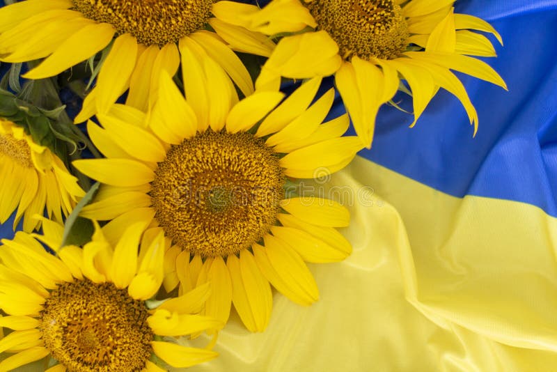 Flag Ukraine and Sunflowers Stock Photo - Image of europe, beautiful ...