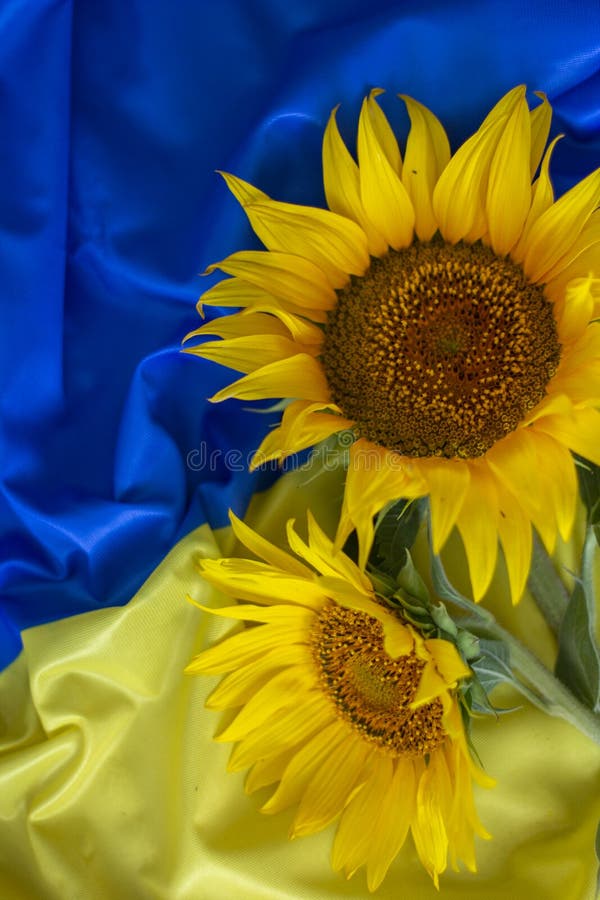 432 Ukraine Flag Sunflowers Stock Photos - Free & Royalty-Free Stock ...