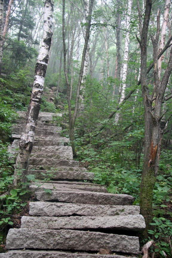 Flagging in Forest stock photo. Image of seasons, flagstones - 1424024