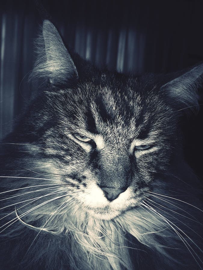 Perrrfect Stock Photos - Free & Royalty-Free Stock Photos from Dreamstime