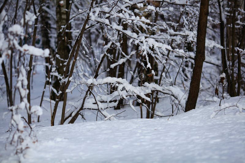 Flakes of Snow on Branch. Selective Focus of Snowflake on Tree during ...