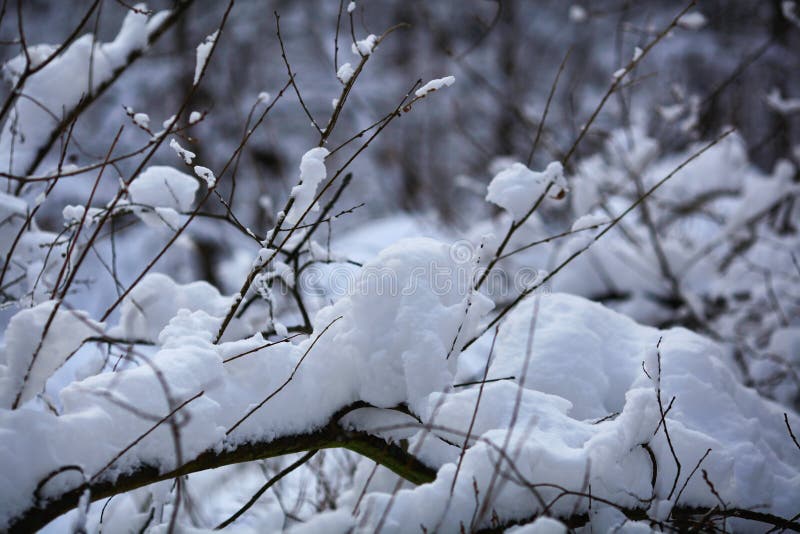 Flakes of Snow on Branch. Selective Focus of Snowflake on Tree during ...