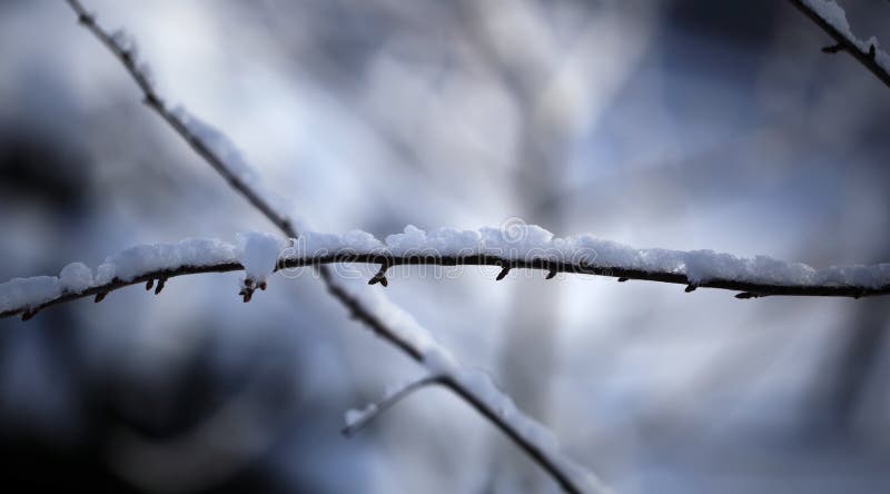 Flakes of Snow on Branch. Selective Focus of Snowflake on Tree during ...