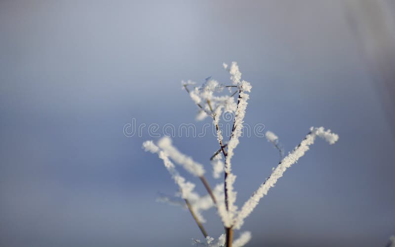 Flakes of Snow on Branch. Selective Focus of Snowflake on Tree during ...