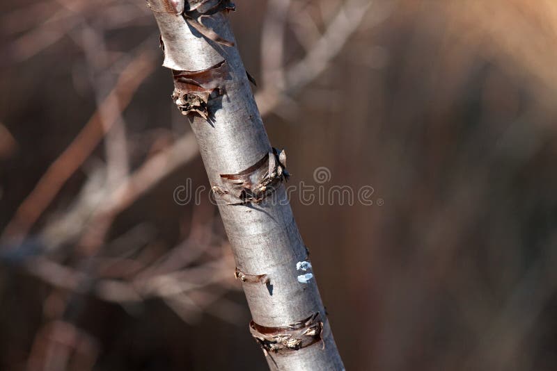 FLAKING BARK on a GREY TREE TRUNK Stock Image - Image of nature, view ...