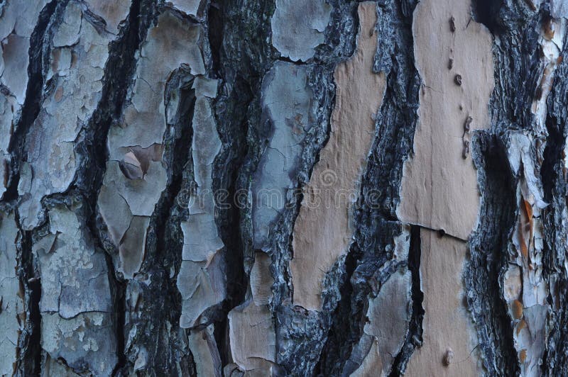 Flaking Bark on Pine Tree stock image. Image of pine - 12480687