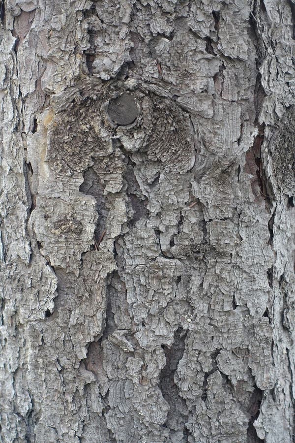 Flaking Surface of Dry Gray Bark of European Spruce Stock Photo - Image ...