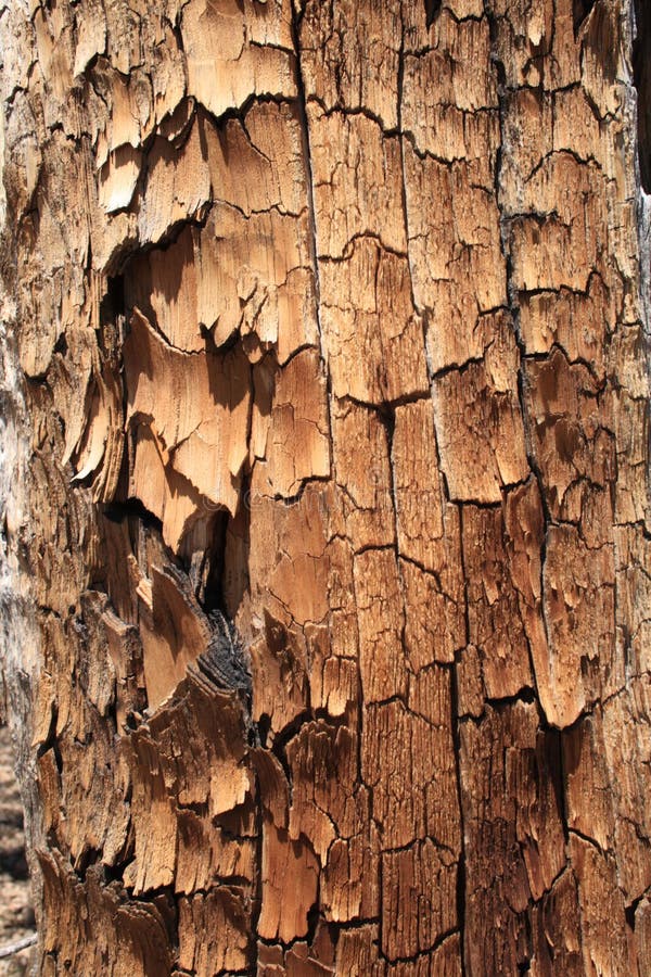 Flaking tree trunk stock photo. Image of peeling, background - 4936056