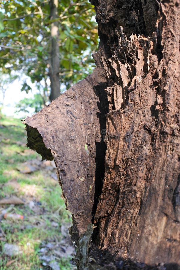 Flaky Bark of a Rotten Tree Stock Image - Image of plant, soil: 220100793