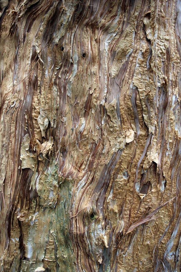 Flaky Bark stock photo. Image of quinquenervia, brown - 37053736