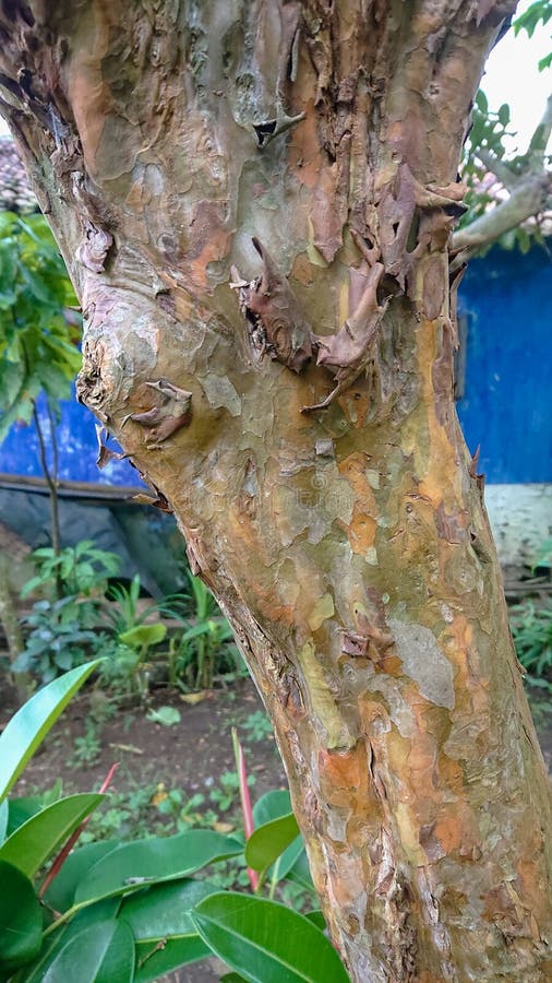 A Flaky Guava Tree Trunk with a Beautiful Texture in the Back Garden ...