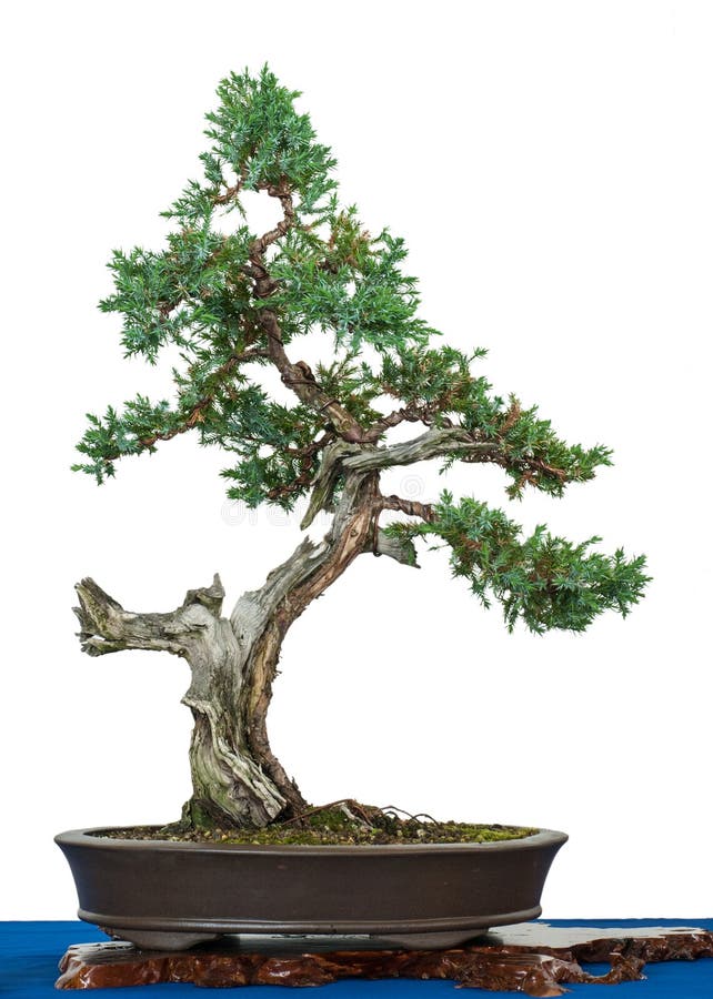 Flaky Juniper As Bonsai Tree Stock Image - Image of plant, japan: 25305449