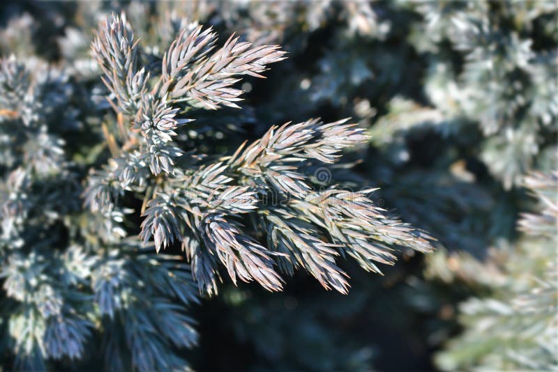 Flaky Juniper As Bonsai Tree Stock Image - Image of plant, japan: 25305449