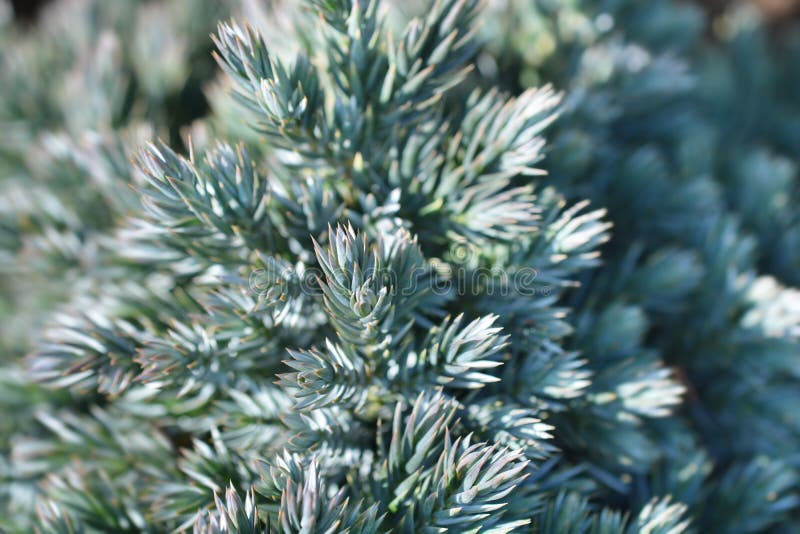 Flaky Juniper Blue Star stock photo. Image of leaf, squamata - 189240084