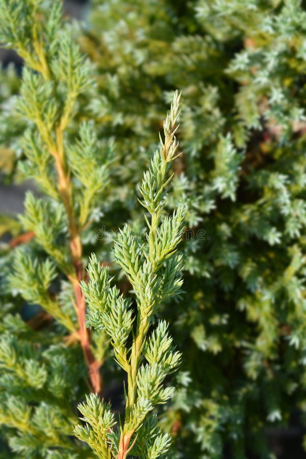 Flaky Juniper As Bonsai Tree Stock Image - Image of plant, japan: 25305449