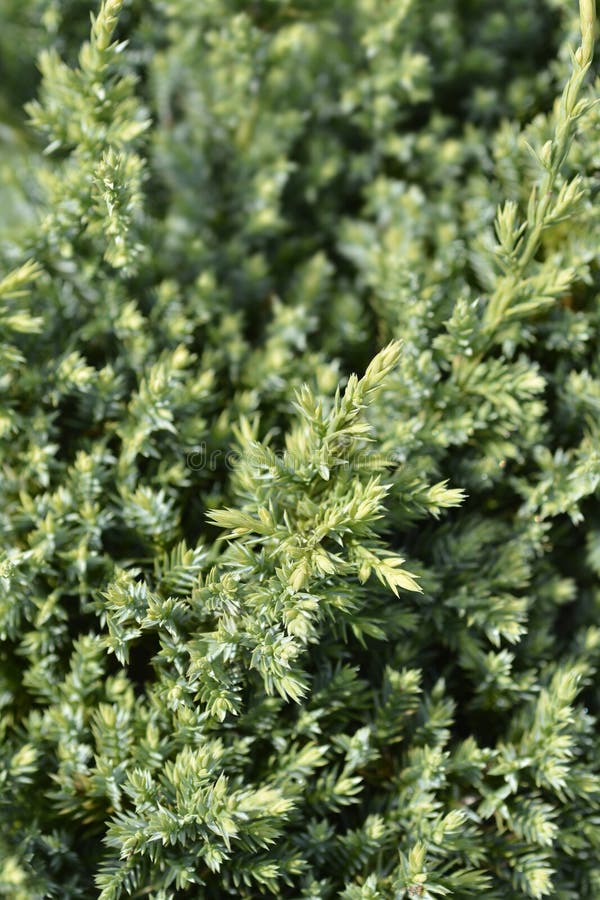Flaky Juniper Blue Star stock image. Image of shrub - 174030169