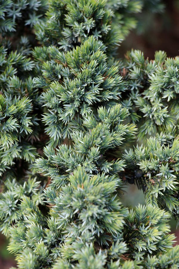 Flaky Juniper (Juniperus Squamata) Grows in Nature in the Park Stock ...