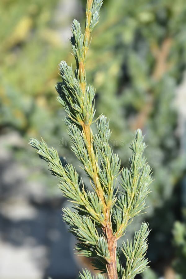 Flaky Juniper Meyeri stock photo. Image of juniper, singleseed - 255594702