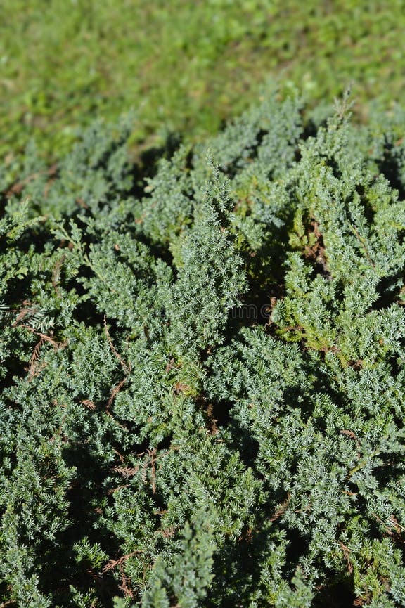 Flaky Juniper Prostrata stock photo. Image of singleseed - 272270814