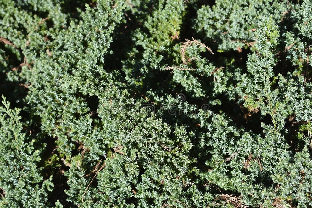 Flaky Juniper Prostrata stock photo. Image of green - 274739022