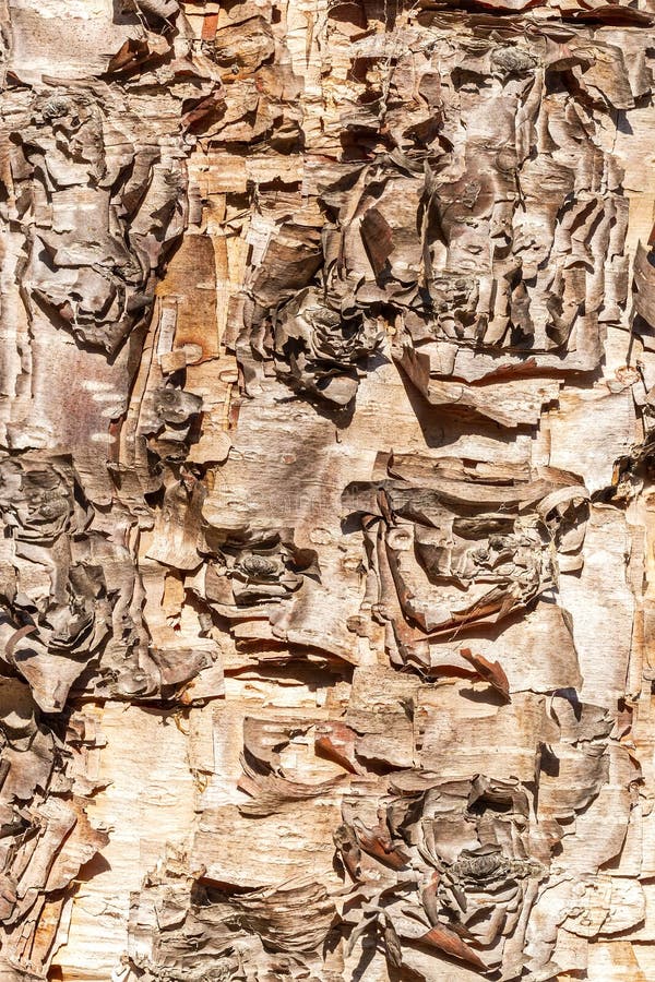 Flaky Paperbark Maple Background. Highly Detailed Bark Texture Stock ...