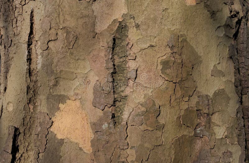 Flaky Tree Trunk stock photo. Image of lighter, shades - 139834016