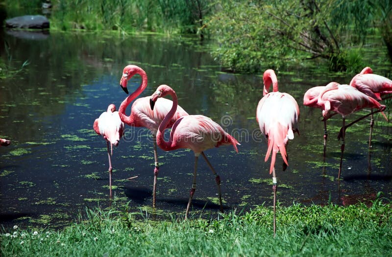 Flamant 1 stock photo. Image of lake, birds, profile, neck - 3180354