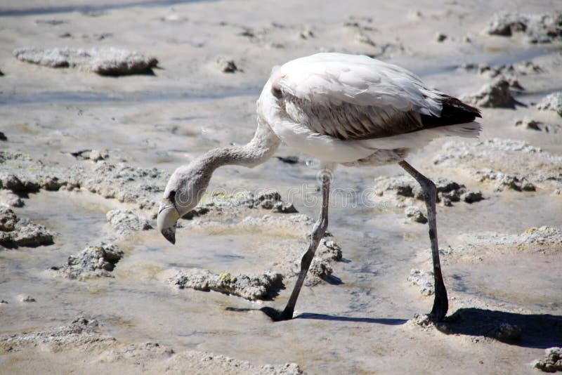Flamant gris image stock. Image du animaux, alimenter - 17195179