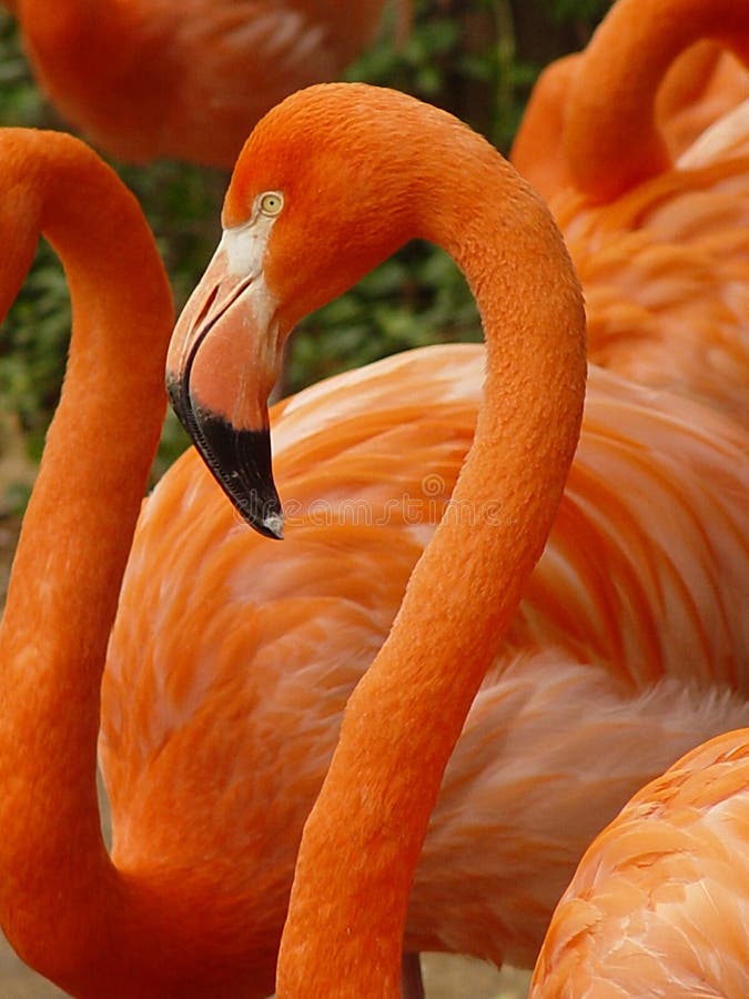 46,139 Photos de Flamant Rose - Photos de stock gratuites et libres de ...