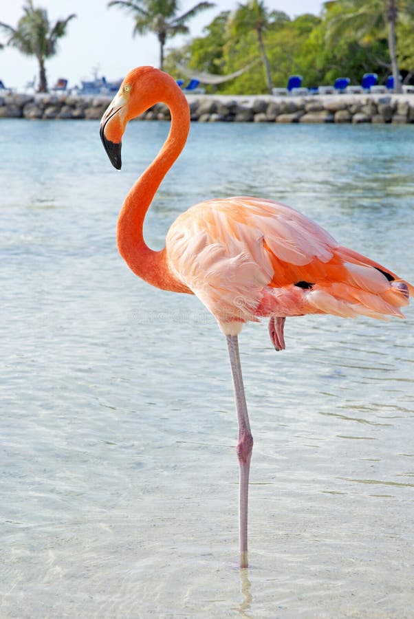 Flamant Rose Sur La Plage, île D'Aruba Photo stock - Image du été, île ...
