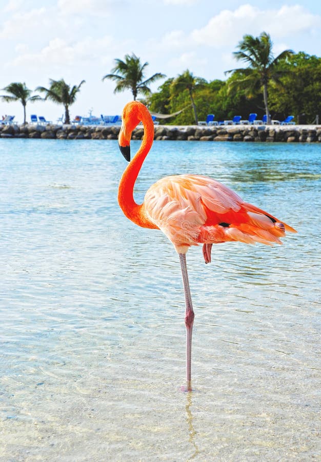 Flamant Rose Sur La Plage, île D'Aruba Photo stock - Image du ...