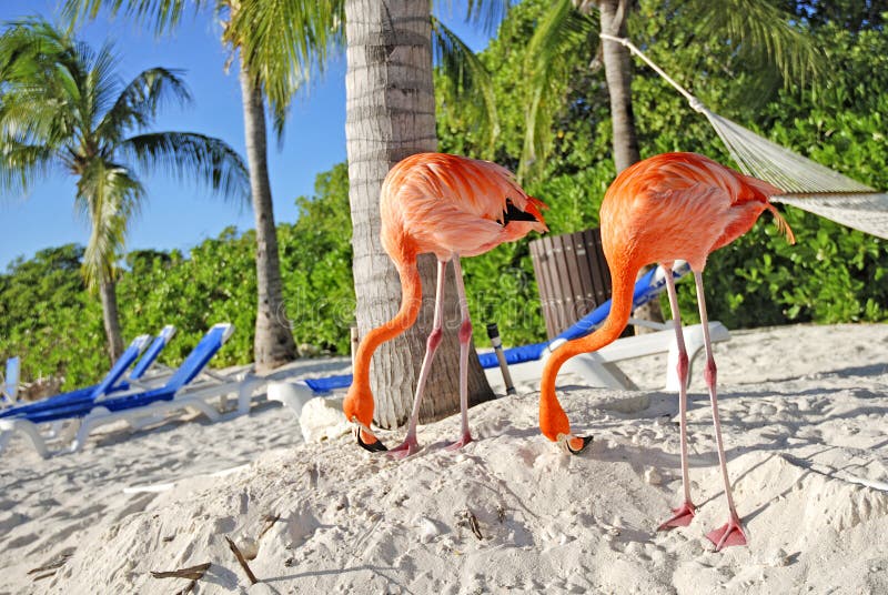Flamant Rose Sur La Plage, île D'Aruba Photo stock - Image du nature ...