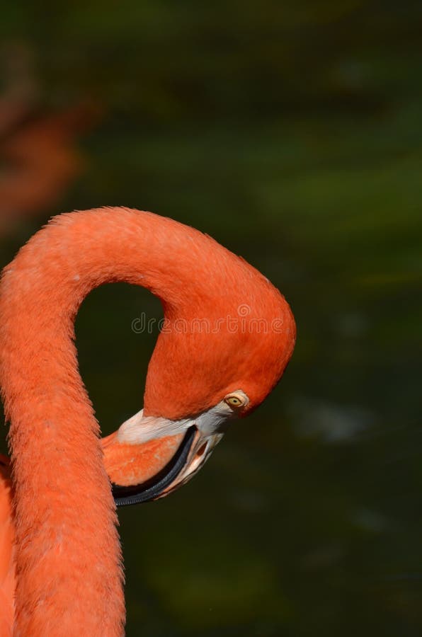 Flamant Rose Se Reposant Sur Un Nid Photo stock - Image du faune ...