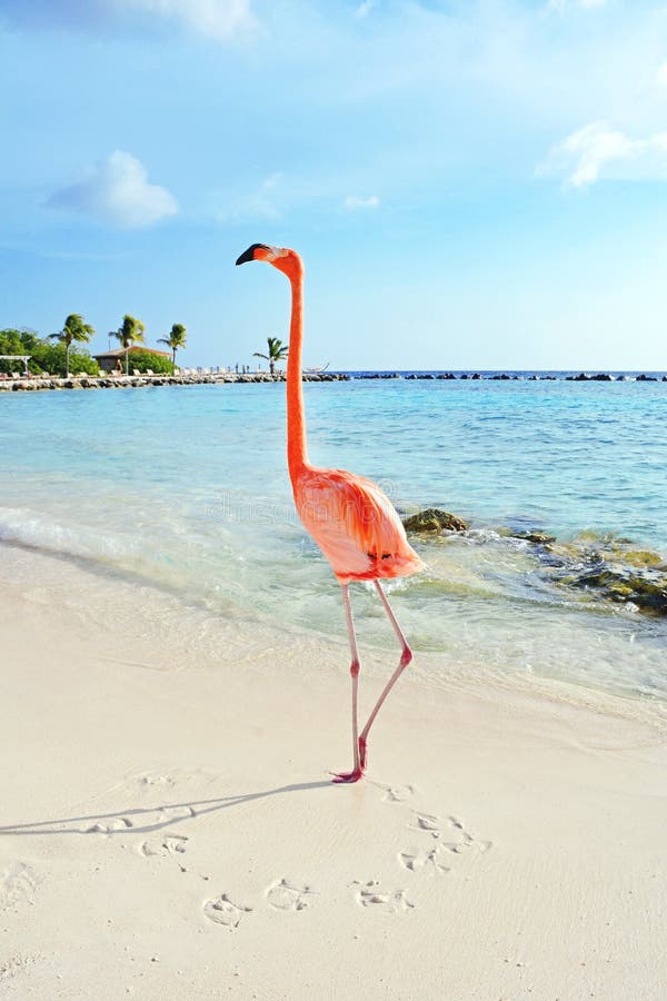 Flamant Rose Sur La Plage, île D'Aruba Image stock - Image du exotique ...