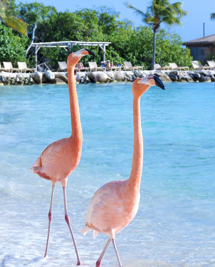 Flamant Rose Sur La Plage, île D'Aruba Photo stock - Image du arénacé ...