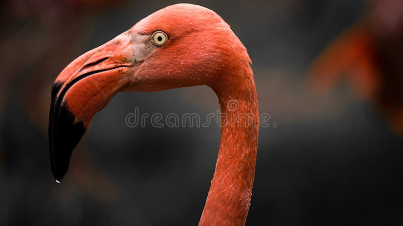 Flamant rose - Un Portrait image stock. Image du orange - 45311629