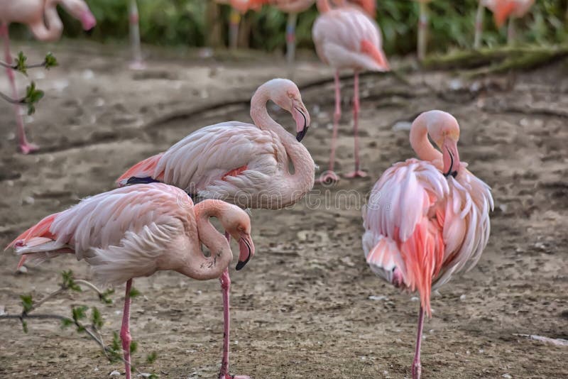 Flamants roses photo stock. Image du detail, afrique - 52100554