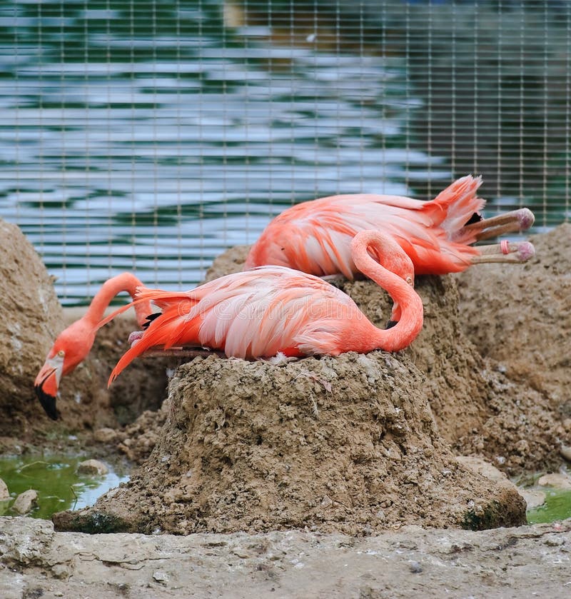 Flamant Rose Se Reposant Sur Un Nid Photo stock - Image du reposant ...