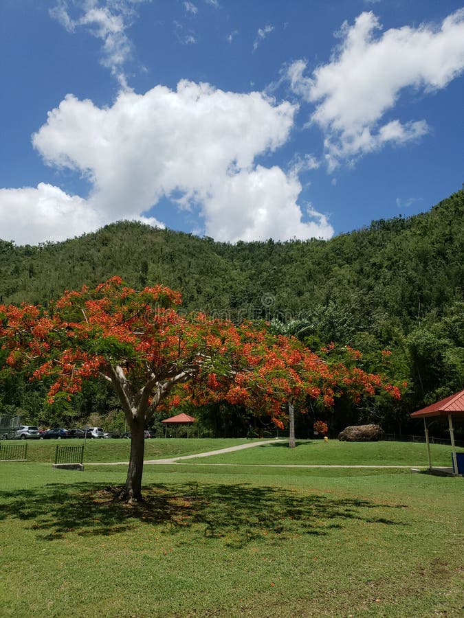 Árbol De Flamboyan, Regia Del Delonix, Rama Con Las Hojas Verdes Foto ...