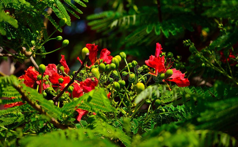 Árbol Flamboyan Hermoso Con Las Flores Rojas Coloridas Foto de archivo ...