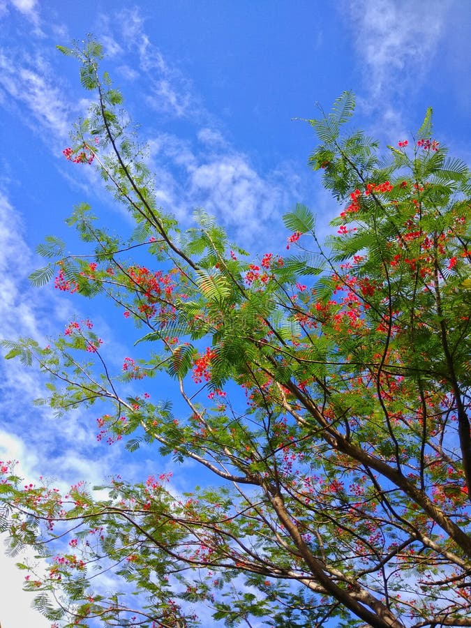 Flamboyan Tree in Full Bloom Stock Image - Image of flamboyan, exotic ...